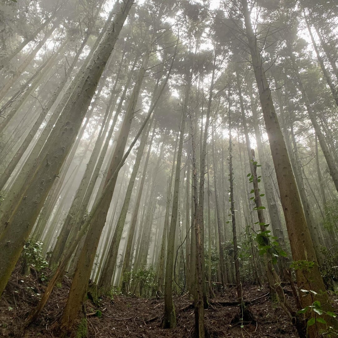 終始降雨の中、ほぼ東尾根ピストン（猿投山④） / Koro-Kenさんの猿投山・物見山の活動データ | YAMAP / ヤマップ