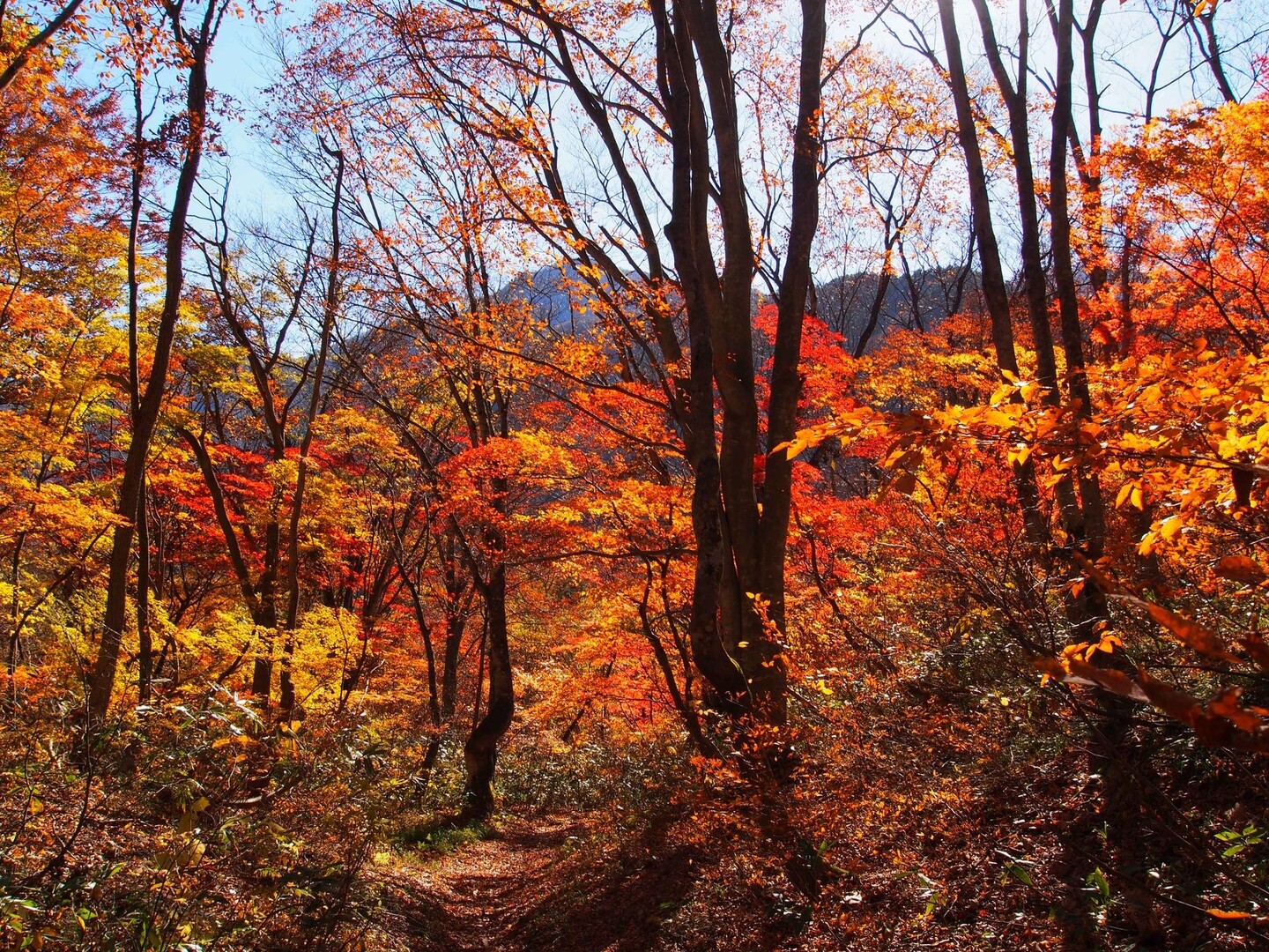 松ノ木沢ノ頭・白毛門 / yamkenさんの谷川岳・七ツ小屋山・大源太山の活動データ | YAMAP / ヤマップ