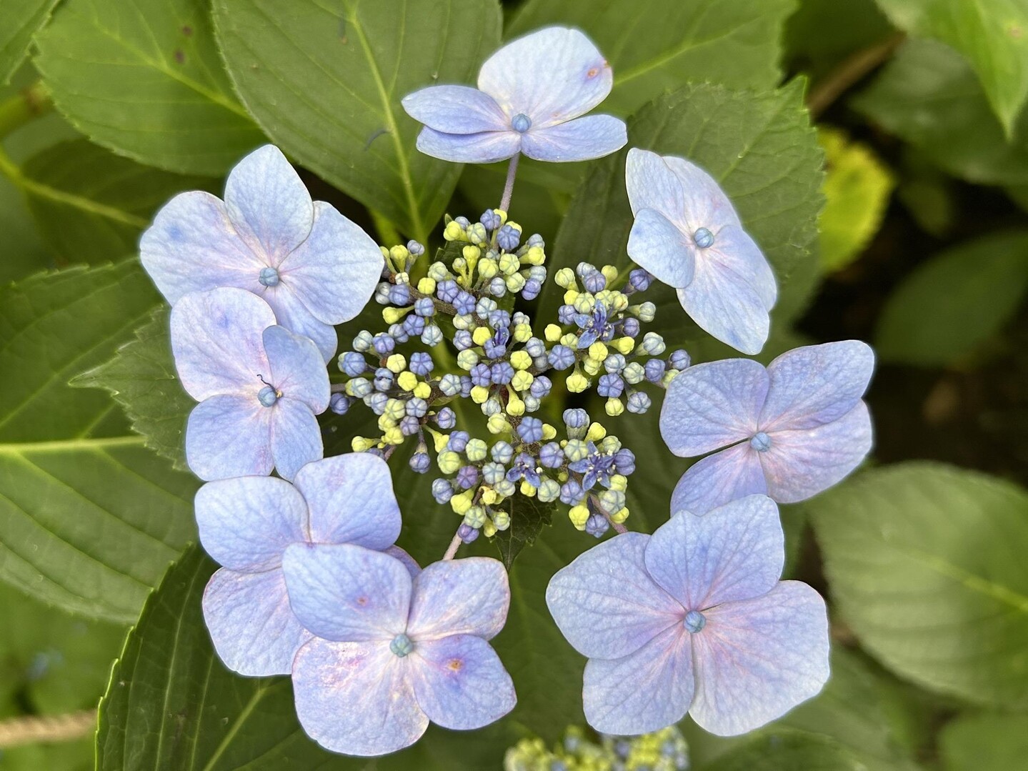 色とりどりの紫陽花🩵💙💜🩷 / ayanonさんのモーメント | YAMAP / ヤマップ