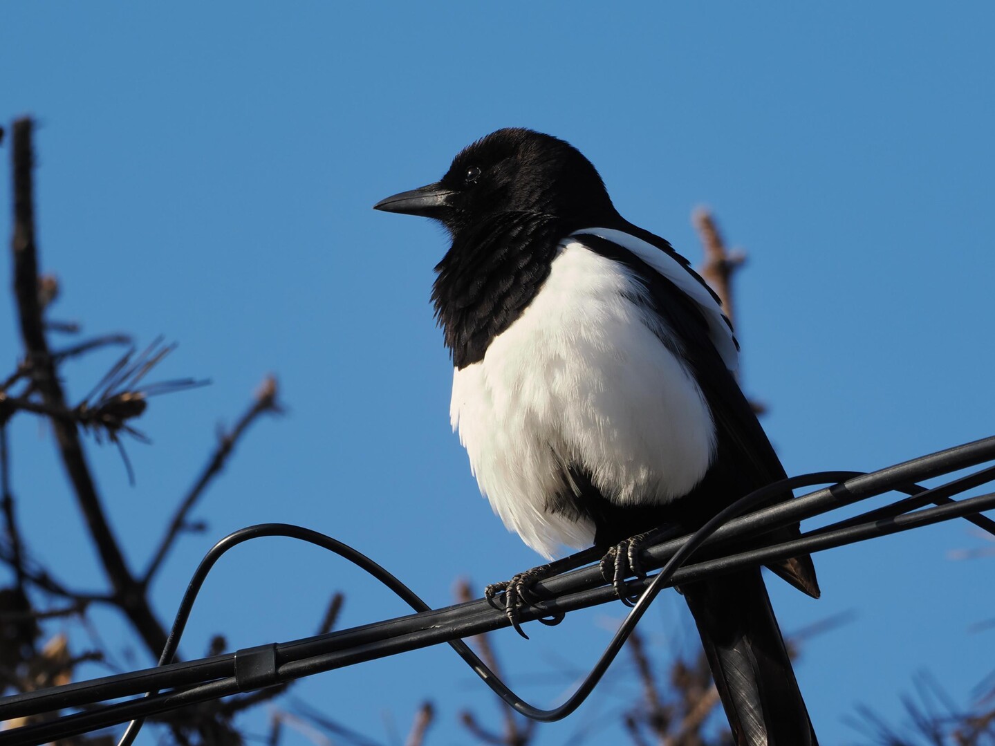 荒尾干潟 水鳥湿地センター -2025-01-01 / yuuさんのウォーキングの活動データ | YAMAP / ヤマップ
