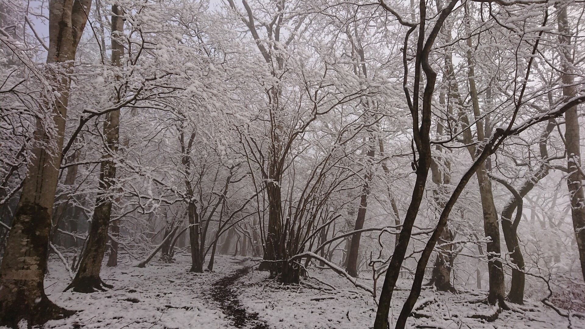 ミツバ岳2020-03-15 / 大室山・畦ヶ丸山・菰釣山の写真4枚目 | YAMAP / ヤマップ
