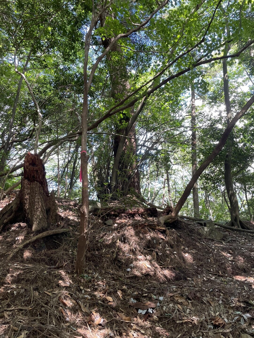 UP！UP！Stairsさんの投稿したフィールドメモ | YAMAP / ヤマップ