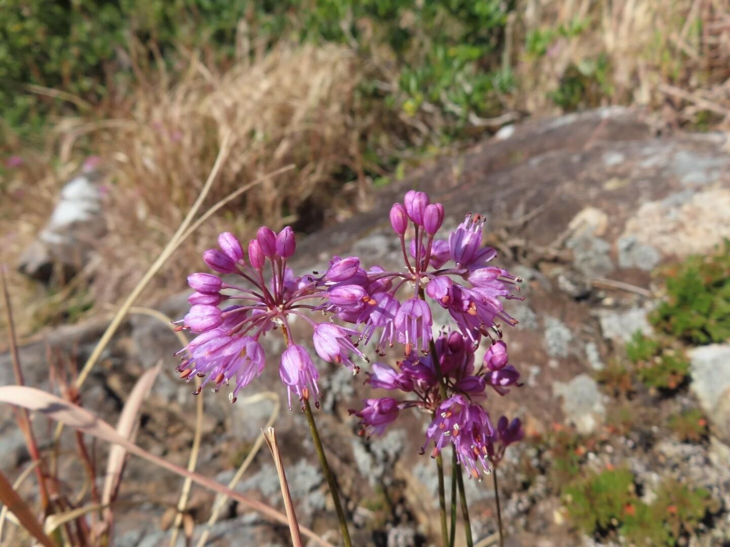 晩秋の花 / akkoさんの白岳の活動データ | YAMAP / ヤマップ