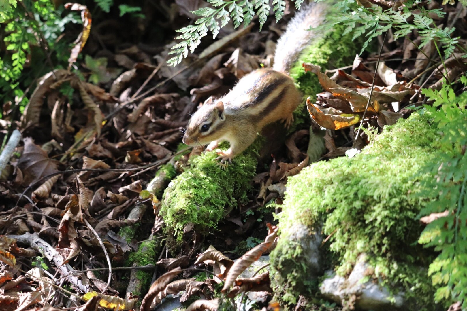 御池岳でリス / もさんの天狗堂の活動日記 | YAMAP / ヤマップ