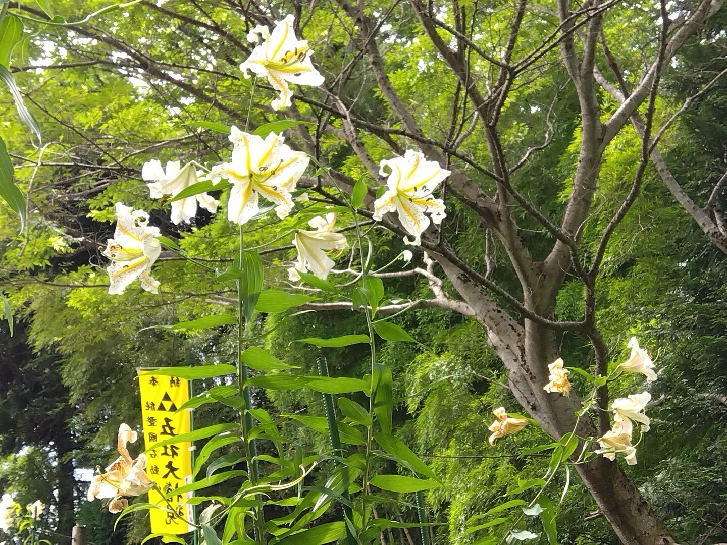 石動山ゆり / qoo さんの石動山・七尾城山・碁石ヶ峰の活動データ | YAMAP / ヤマップ