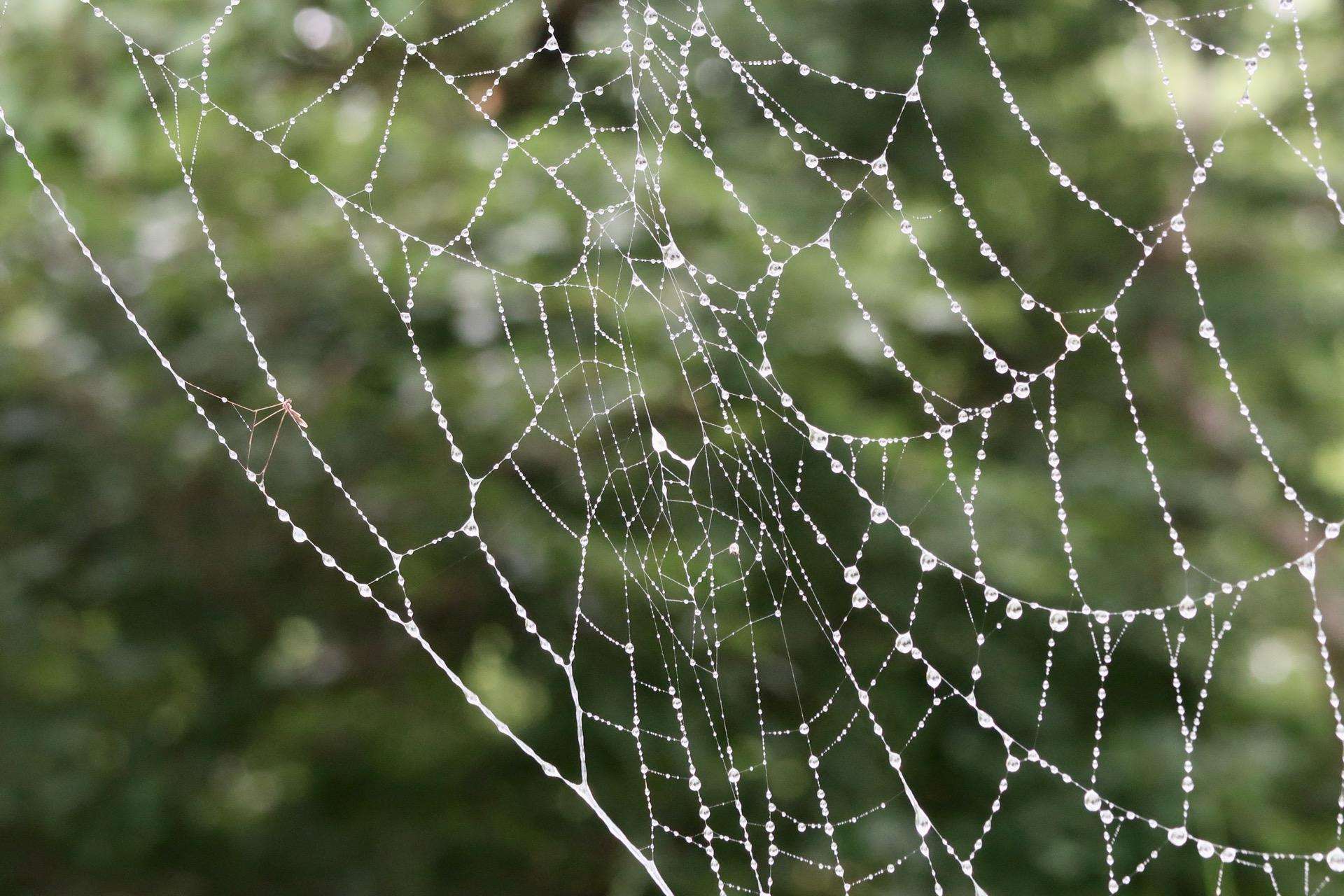 7月の大山トレーニング / heeさんの大山の活動日記 | YAMAP / ヤマップ