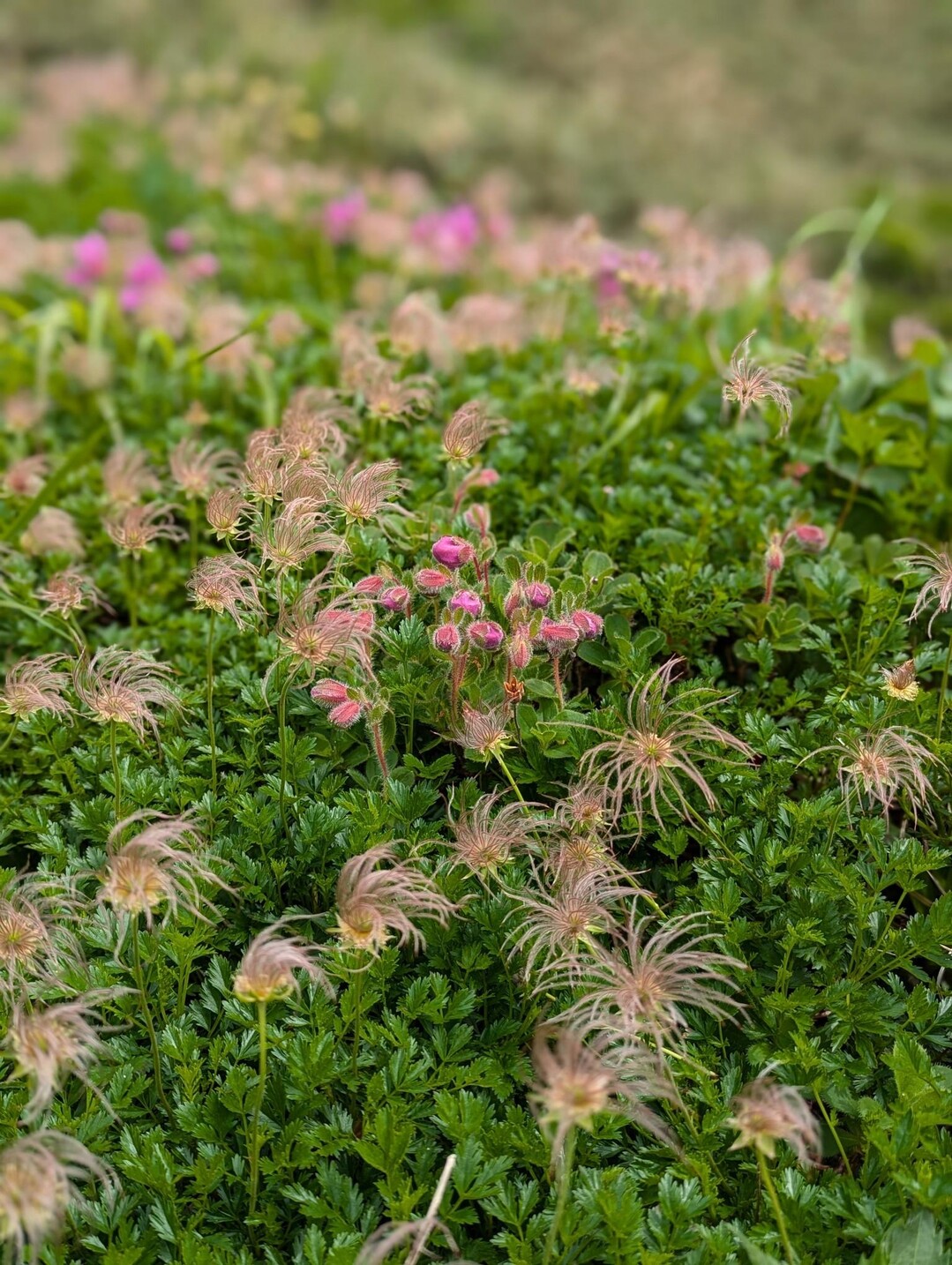 再びの駒ケ岳🪷 / hiromiさんの秋田駒ヶ岳・男女岳・貝吹岳の活動データ | YAMAP / ヤマップ