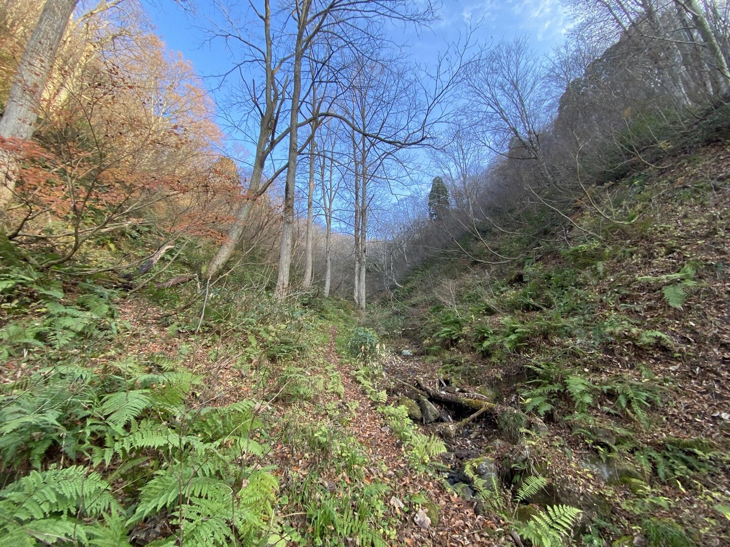 晩秋の医王山、栃尾道沢コースリベンジも冷や汗😓 / TARUMIさんの医王山・白兀山・箱屋谷山の活動データ | YAMAP / ヤマップ