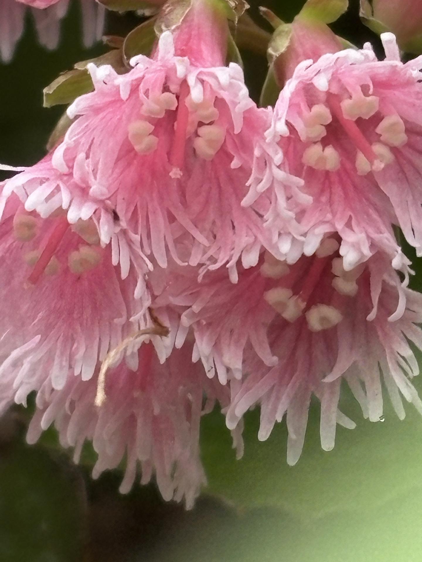 ☀️☁️ニの岳から小雨🙀 野坂岳 / miniさんの野坂岳の活動データ | YAMAP / ヤマップ