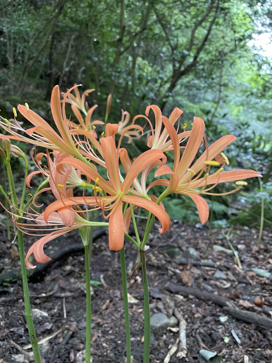 井原山♡31,july / h88♡さんのモーメント | YAMAP / ヤマップ