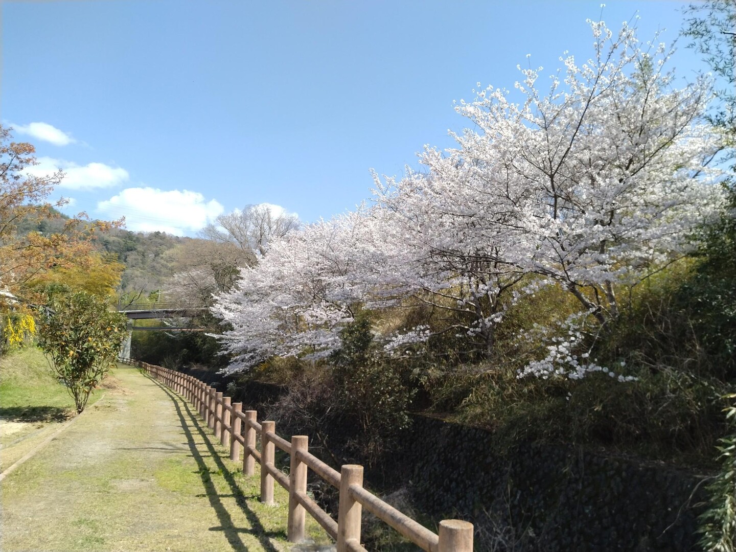 交野の桜 / chonpsさんの交野山・国見山の活動データ | YAMAP / ヤマップ