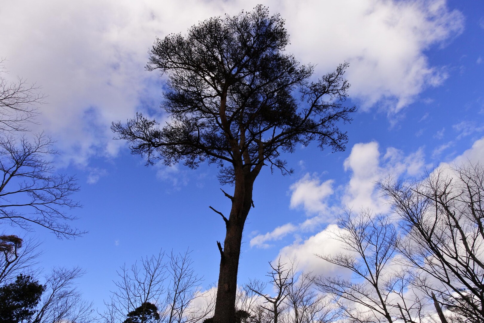 新年のちょっと山までシリーズ グリーンピア岩沼～里山ハイキング 深山コース周回 2023年1月4日 / KATUさんの岩沼市の活動データ | YAMAP / ヤマップ