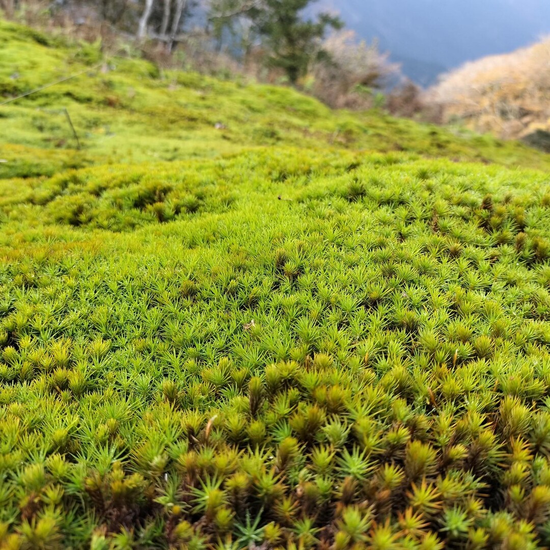 御池岳 鈴北岳にて撤退 ピストン / PUKU DX ぷくでらっくすさんの天狗堂の活動日記 | YAMAP / ヤマップ
