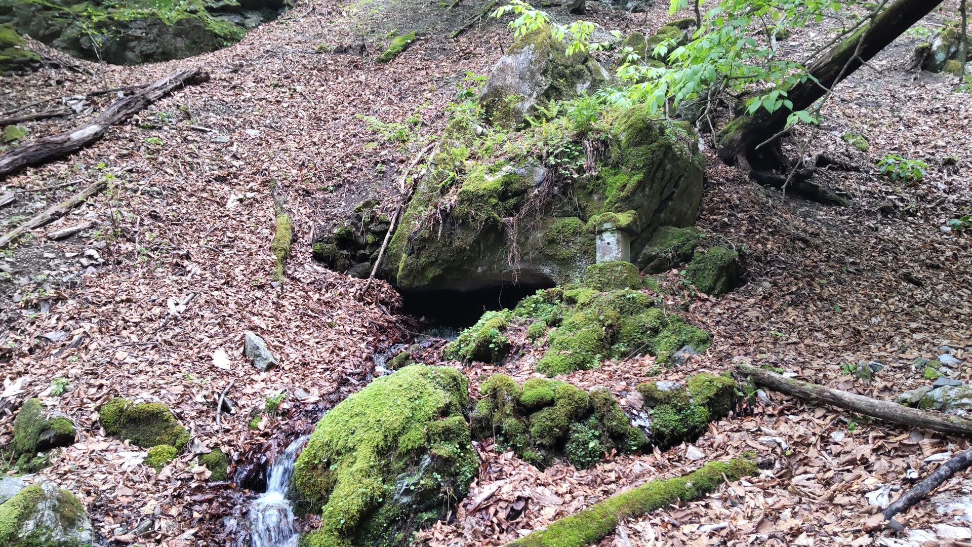棒ノ嶺、都県境尾根、有間山稜 / 441Mさんの川苔山（川乗山）の活動データ | YAMAP / ヤマップ