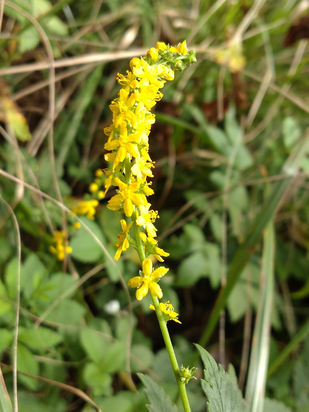角田山 蛍の里コース 39-24 / P-kanさんの角田山の活動データ | YAMAP / ヤマップ