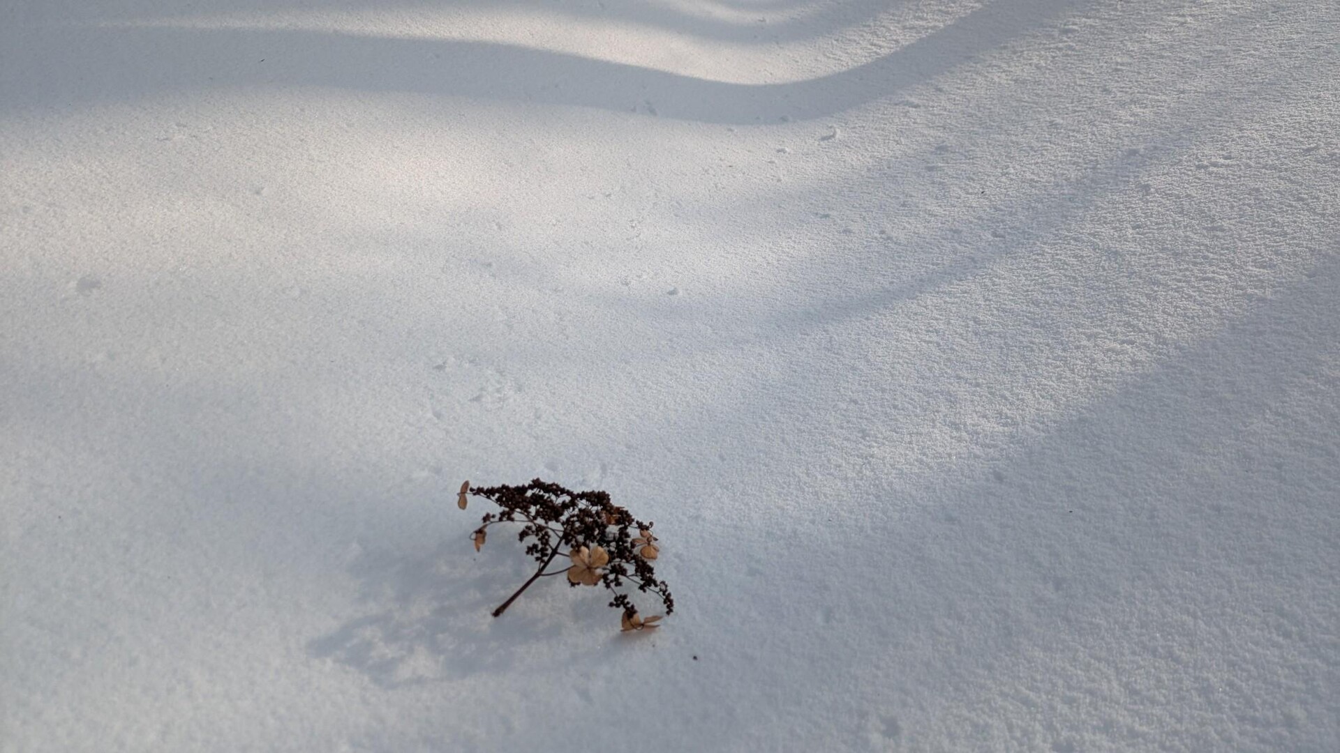 女三瓶山・兜山・男三瓶山（三瓶山）YAMAPを終了するの忘れてた / takacさんの三瓶山・大平山の活動データ | YAMAP / ヤマップ