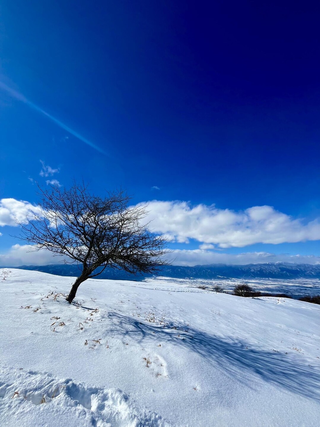 天空の雪原 ️ / kazu51さんの鉢伏山・高ボッチ山・三峰山の活動データ | YAMAP / ヤマップ