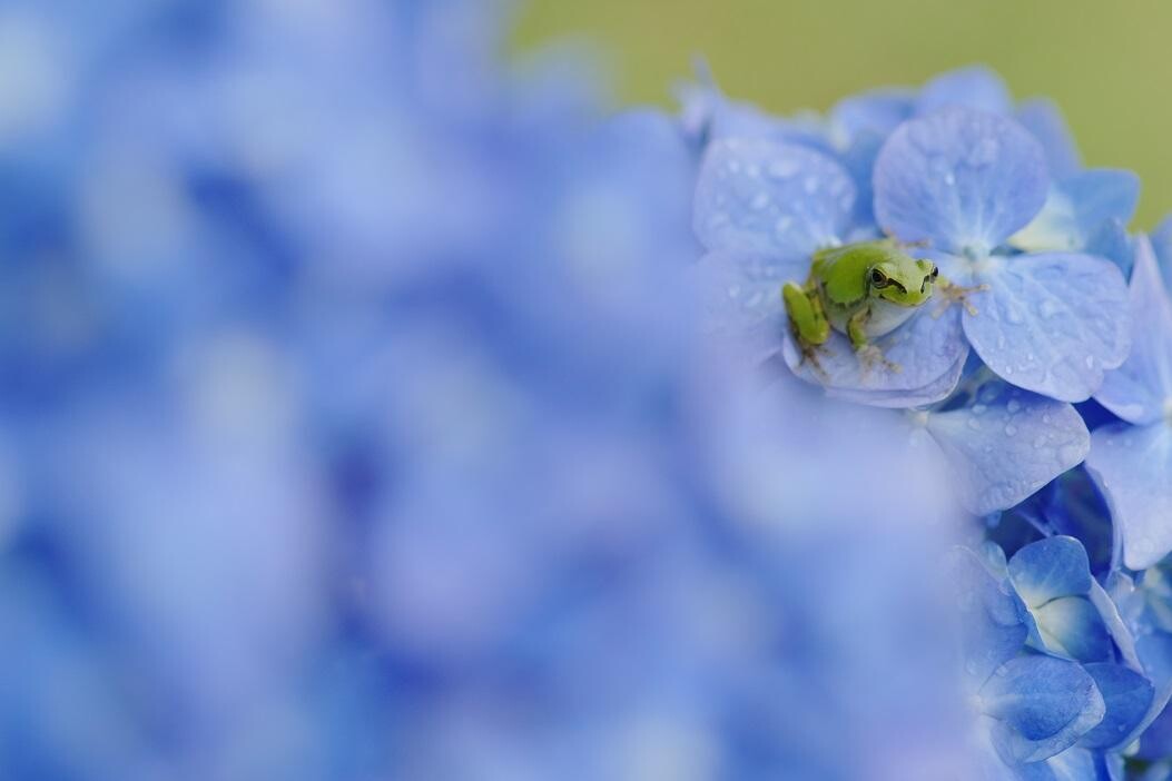 丹生大師の里🐸 / ida☆tennさんの櫛田川の活動データ | YAMAP / ヤマップ