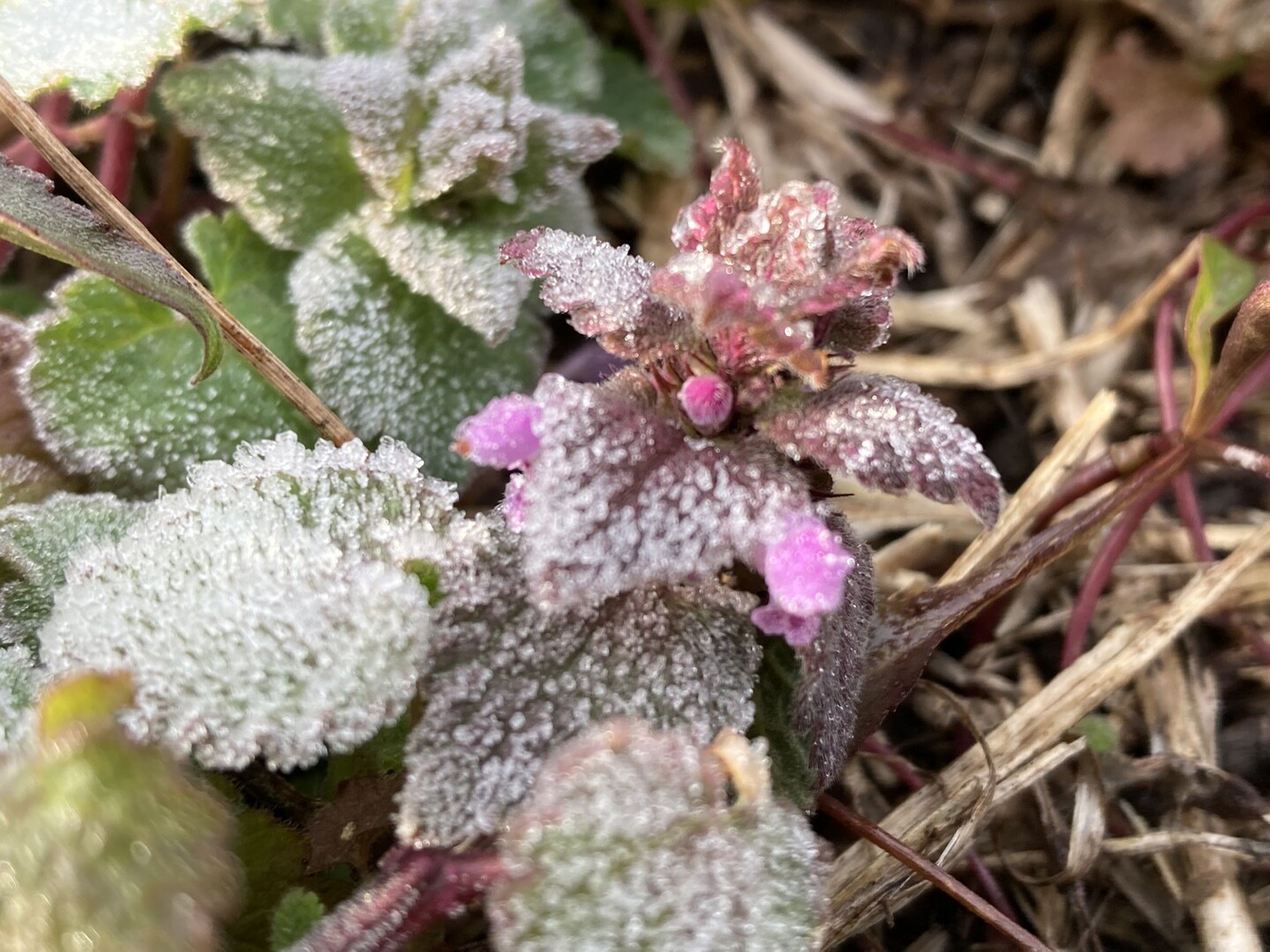 春の〜凍れる富山の朝です 寒寒っ🥶 / emikoroさんのモーメント | YAMAP / ヤマップ