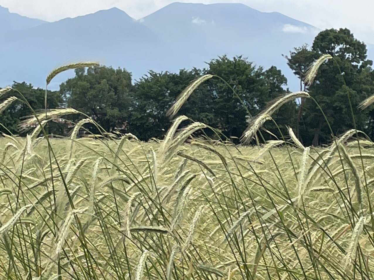 麦🌾 と 浅間山 🌋 なかなか晴... / Ru.nさんのモーメント | YAMAP / ヤマップ