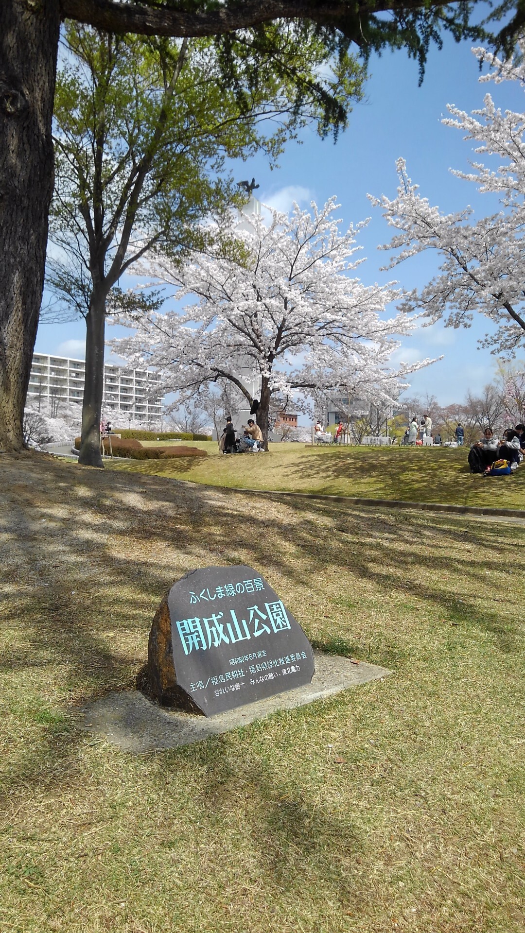 🌸福島県も桜満開です‼️ 郡山開成山公... / campziziさんのモーメント | YAMAP / ヤマップ