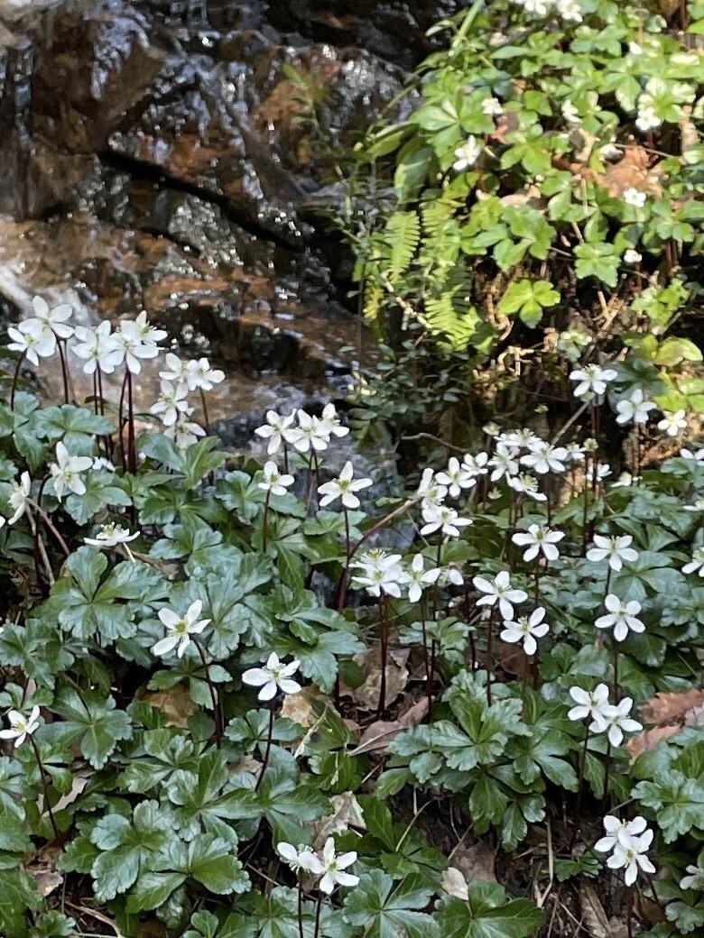 山門水源の森〜東ヶ谷山 / M K1218さんの東ヶ谷山・山門水源の森の活動データ | YAMAP / ヤマップ