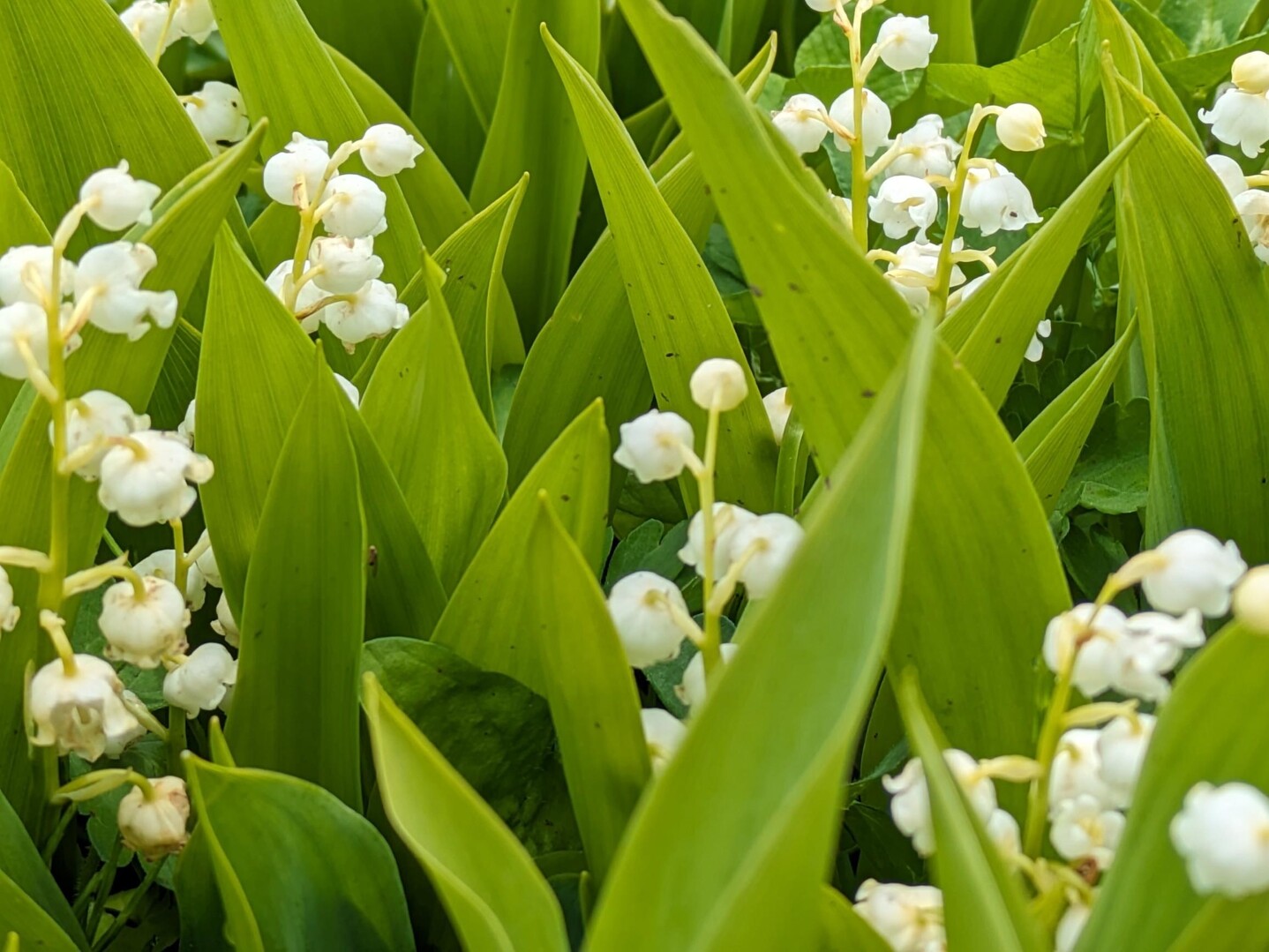 スズラン見頃！アカノラ山・入笠山 / 歩ん婆（ayunba）さんの入笠山の活動日記 | YAMAP / ヤマップ