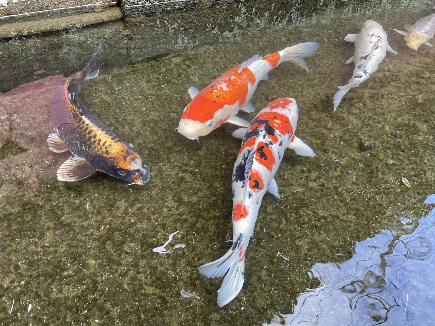 神路山・遠見岳 / Solidaさんの犬鳴山・西山（鮎坂山）の活動データ | YAMAP / ヤマップ