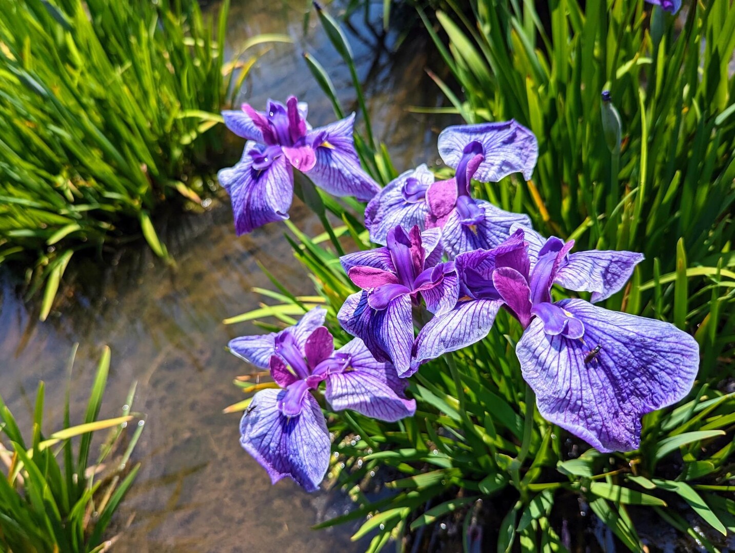 八国山 (東村山菖蒲まつり) / MASAP（休養中/膝痛）さんの所沢市の活動データ | YAMAP / ヤマップ