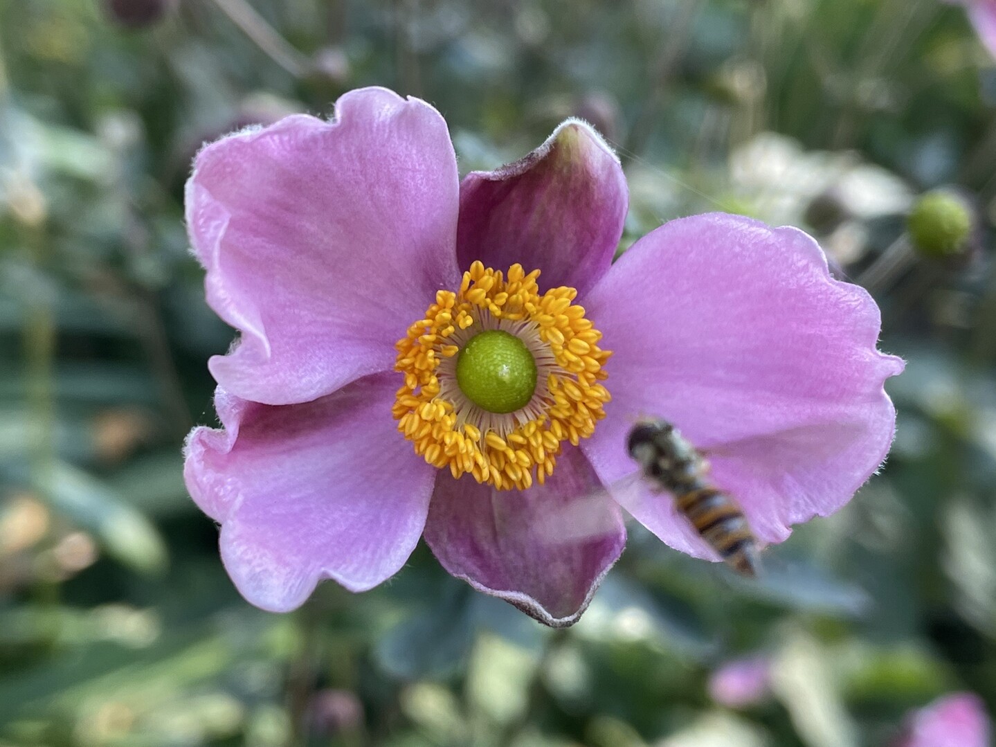 お花便りR4 vol.34 秋名ギクが咲... / kaizaさんのモーメント | YAMAP / ヤマップ