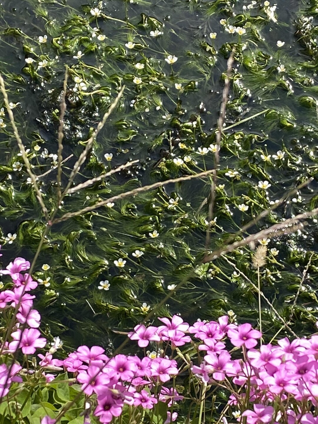 新旭でこの季節になっても梅花藻が咲いてい... / jiro manさんのモーメント | YAMAP / ヤマップ