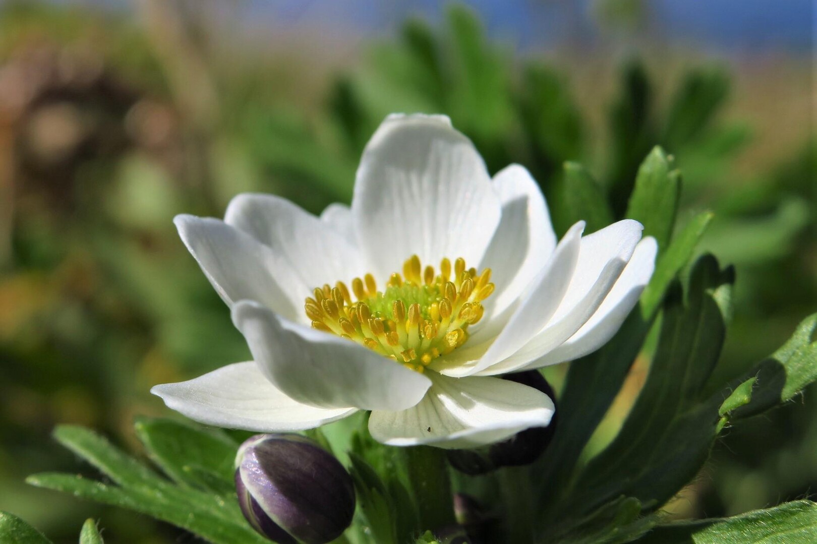 🍁月山🍁⑤ / 🍀moomin🍀さんの月山の活動データ | YAMAP / ヤマップ