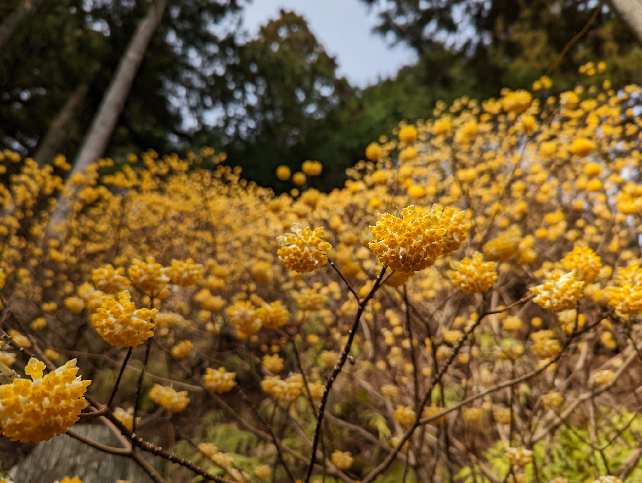 丹沢東麓 ミツマタの名所不動尻 / endohさんの大山の活動データ | YAMAP / ヤマップ