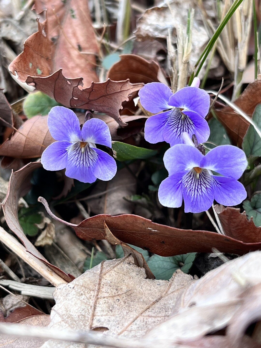 石槌山-2022-03-20 / hiromiさんの福山市の活動データ | YAMAP / ヤマップ