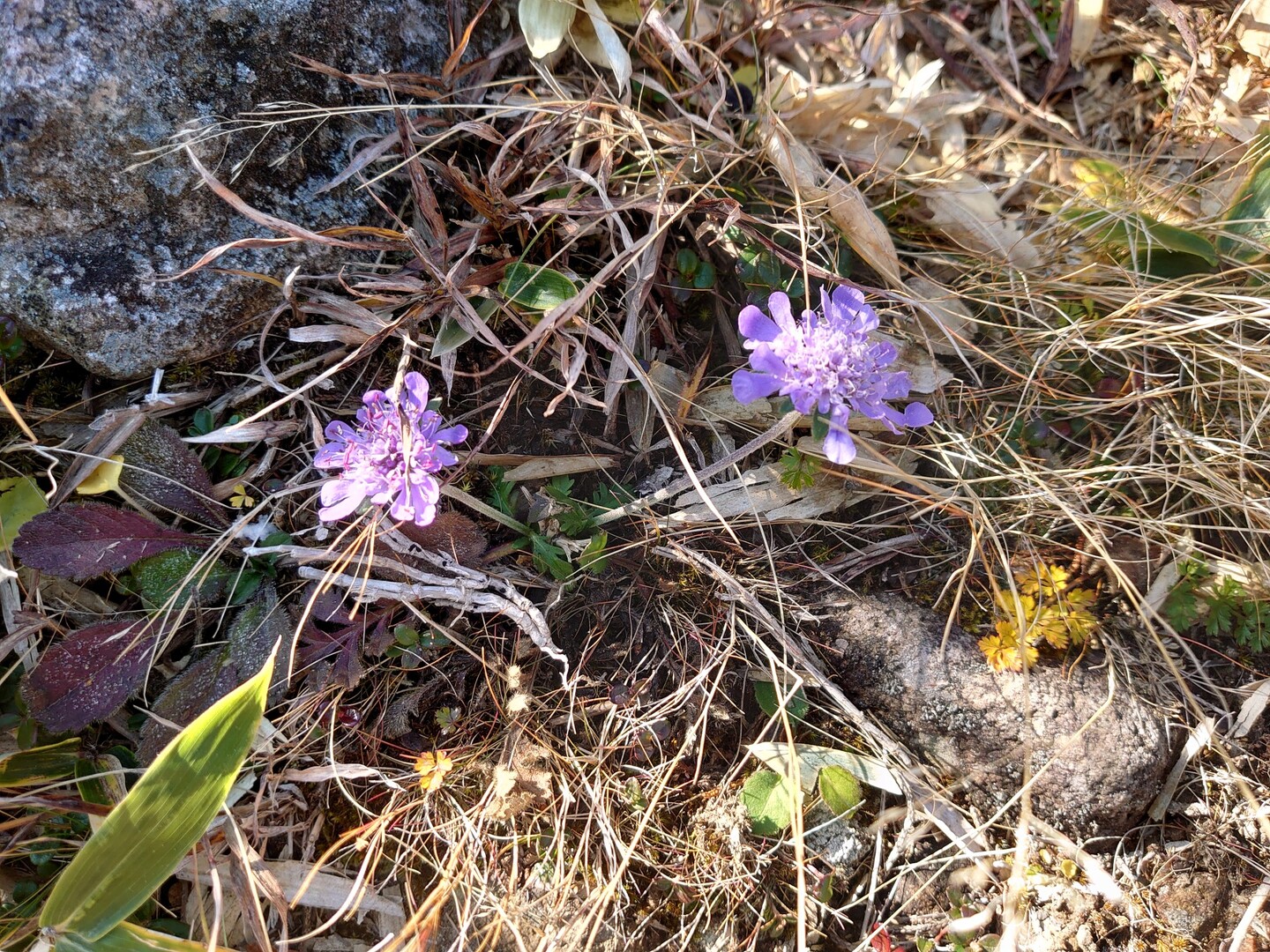 Guestさんの投稿したフィールドメモ | YAMAP / ヤマップ