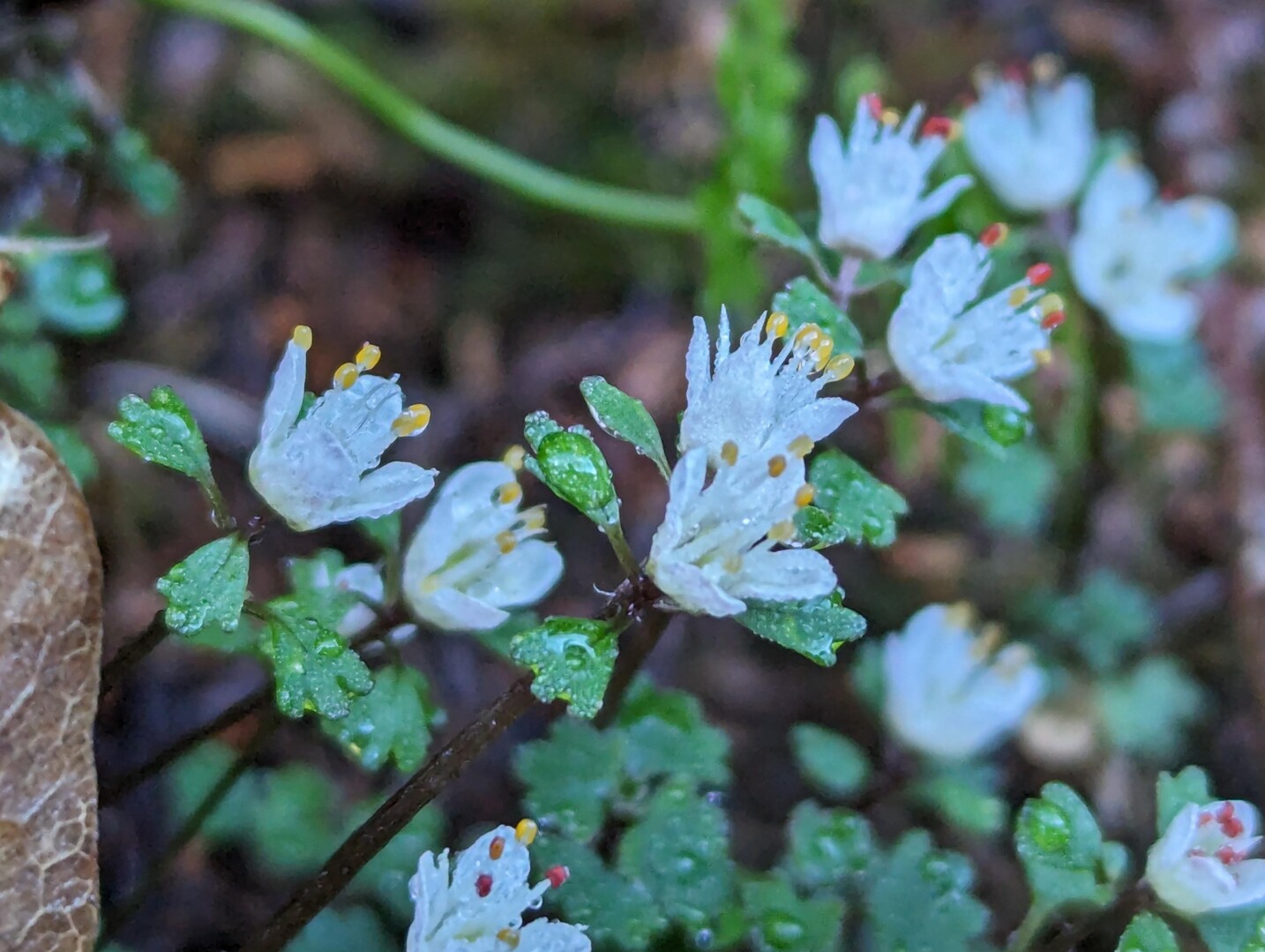 栃百37,38,39番目PH:熊鷹山・氷室山・根本山 / Tadさんの根本山・熊鷹山・氷室山の活動データ | YAMAP / ヤマップ