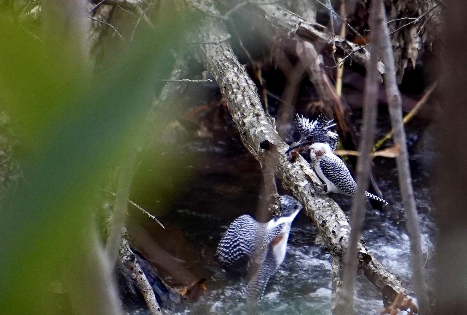 11月3日(金)ヤマセミ♂🐦 🐟ゲッ... / yosi＆ryoさんのモーメント | YAMAP / ヤマップ