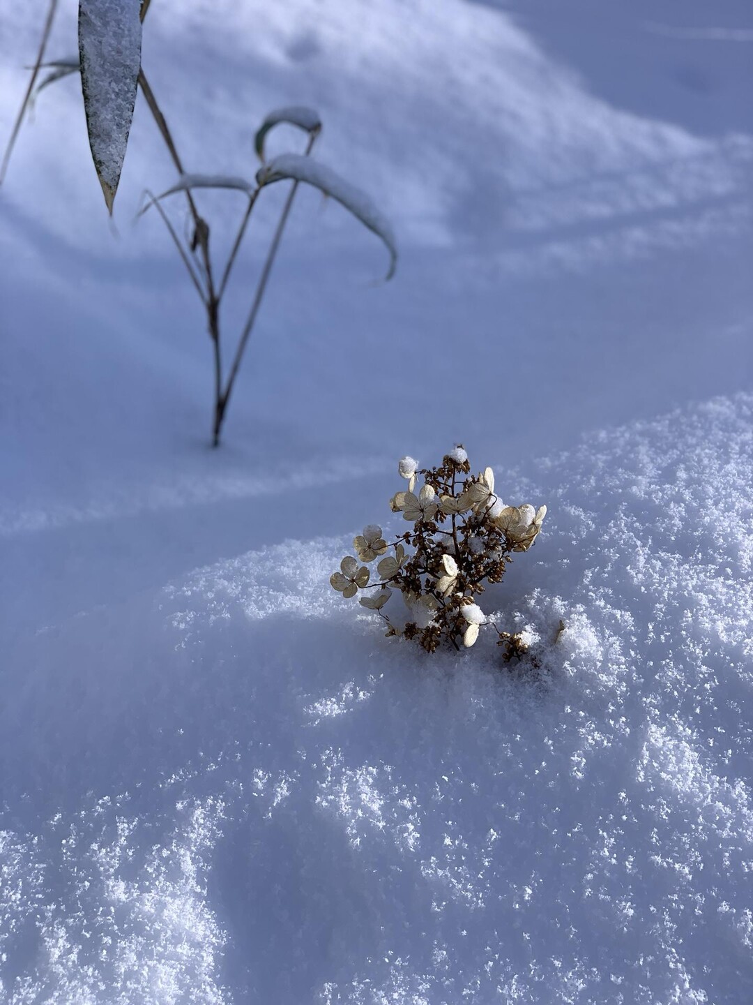 焼山 憩いの森をひたすらに歩く👣👣👣 / セーフティkumaさんの白旗山の活動データ | YAMAP / ヤマップ
