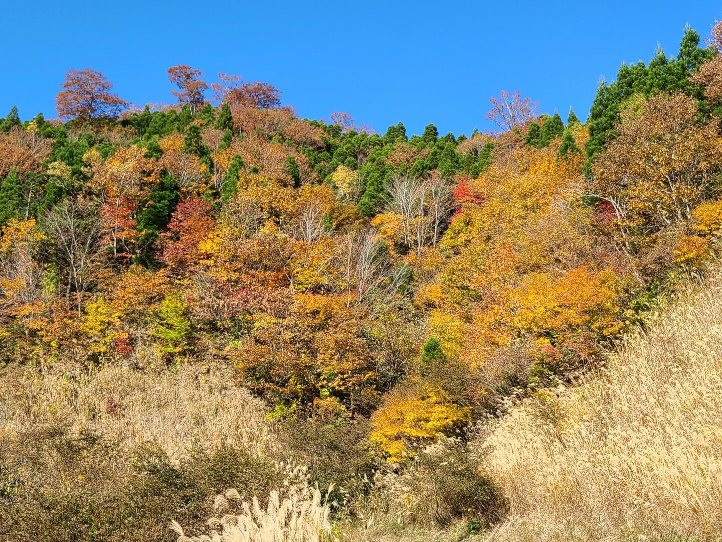 金糞岳・白倉岳 / Reyさんの金糞岳の活動データ | YAMAP / ヤマップ