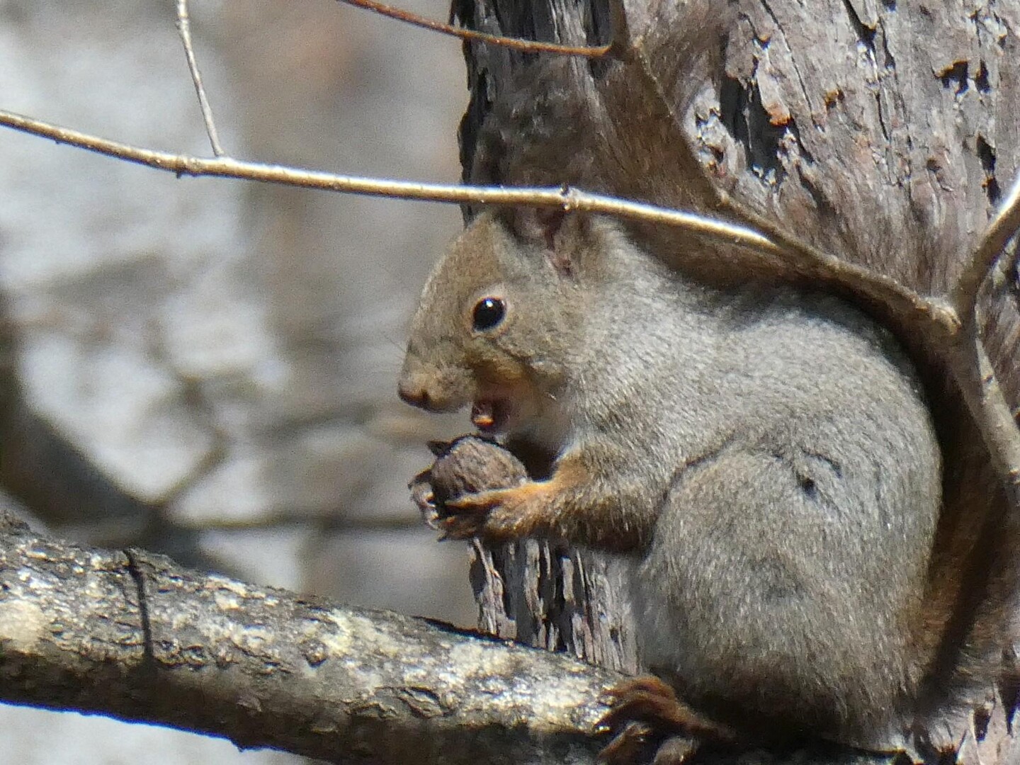 上米飯山・米原山・岩山 プーさん🐻足跡約1km。 / chibitaさんの上米飯山・岩山の活動データ | YAMAP / ヤマップ