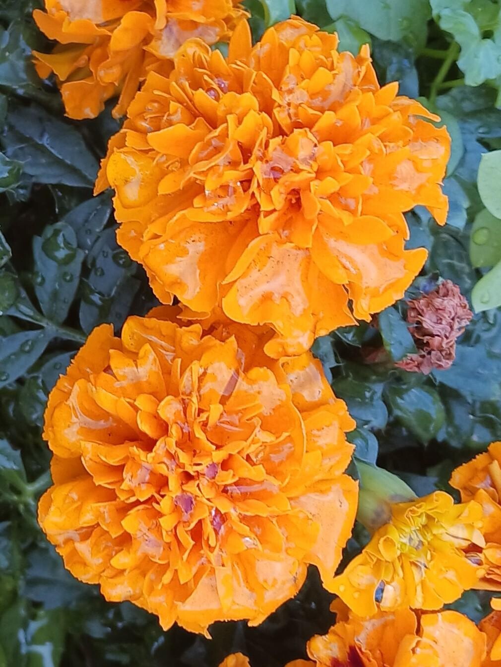 センジュギク💠 花言葉は「永遠の愛」「... / hiroさんのモーメント | YAMAP / ヤマップ