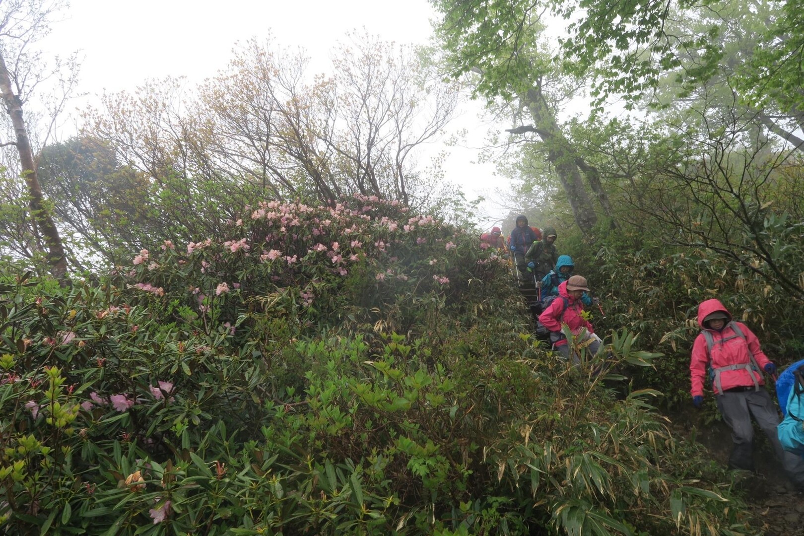 荒島岳山開き ツアーガイド R5.5.14 / なごみんさんの荒島岳の活動データ | YAMAP / ヤマップ