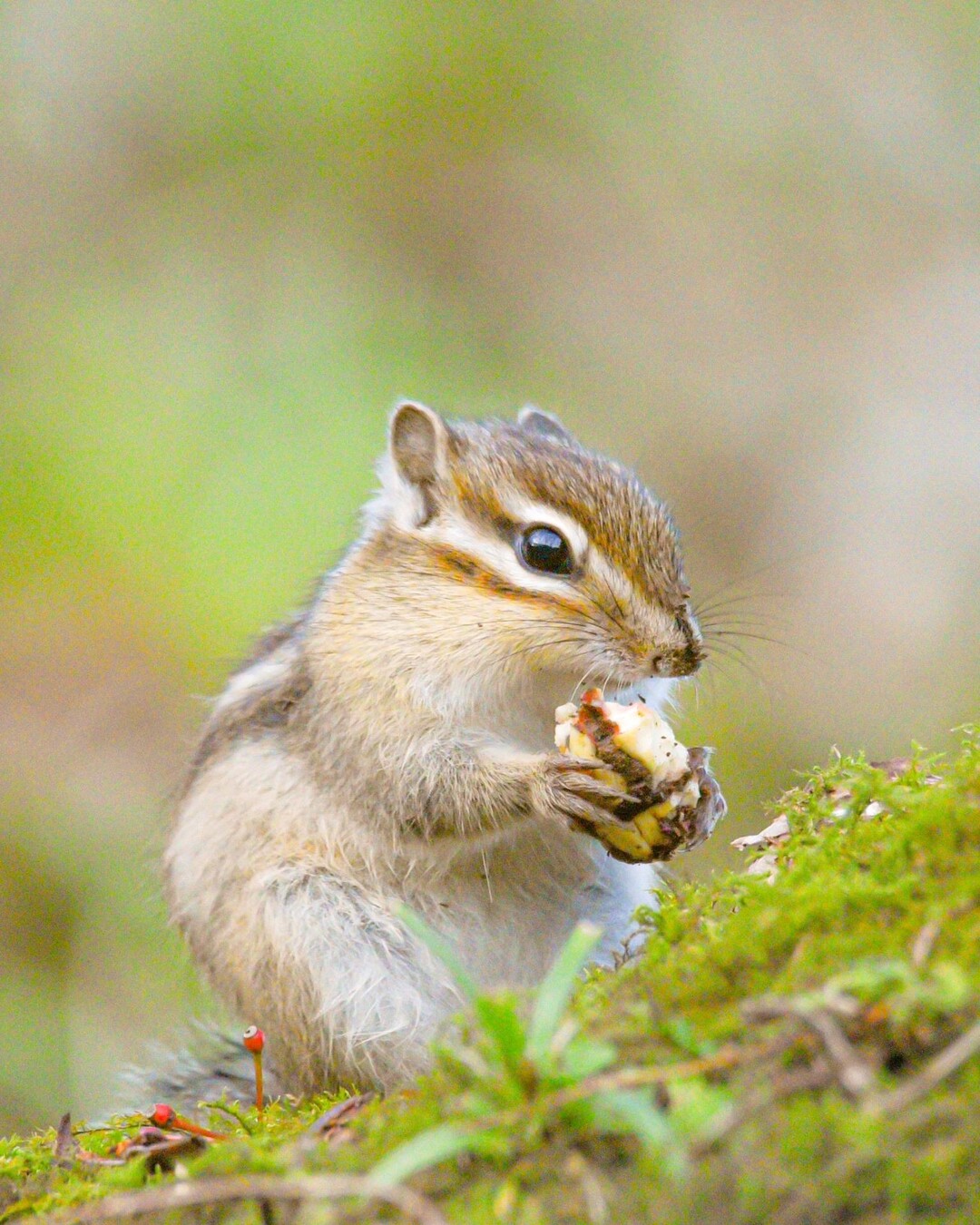シマリー可愛すぎる / nao🤪さんの天狗堂の活動データ | YAMAP / ヤマップ