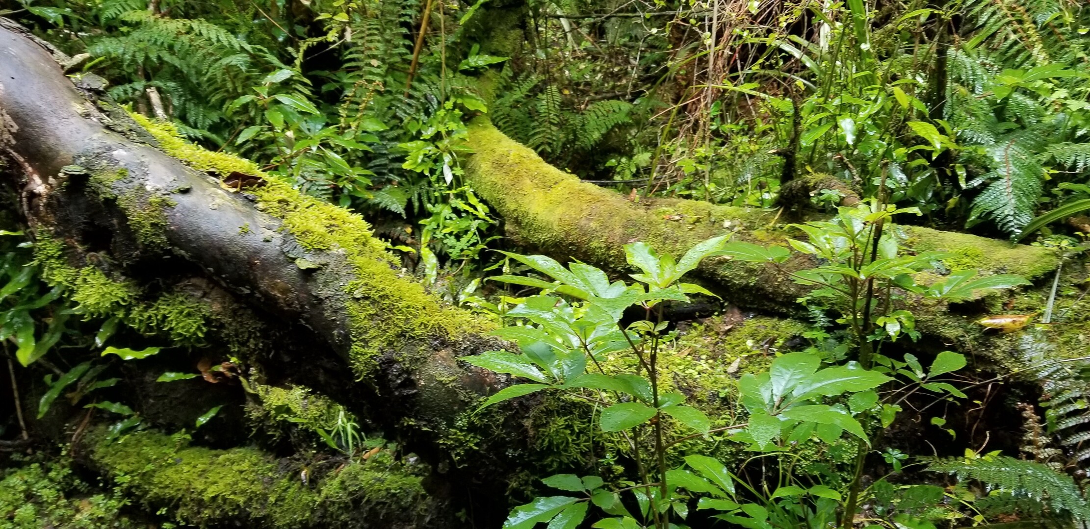 big tree walk & rata falls track / peel forest / welinamahaloさんの金時山・明神ヶ岳の活動データ | YAMAP / ヤマップ