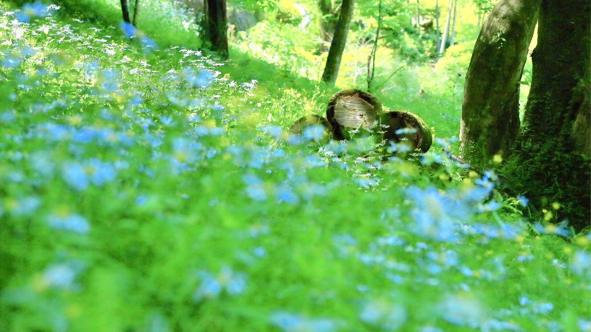 池田山 / shouichiさんの池田山の活動データ | YAMAP / ヤマップ