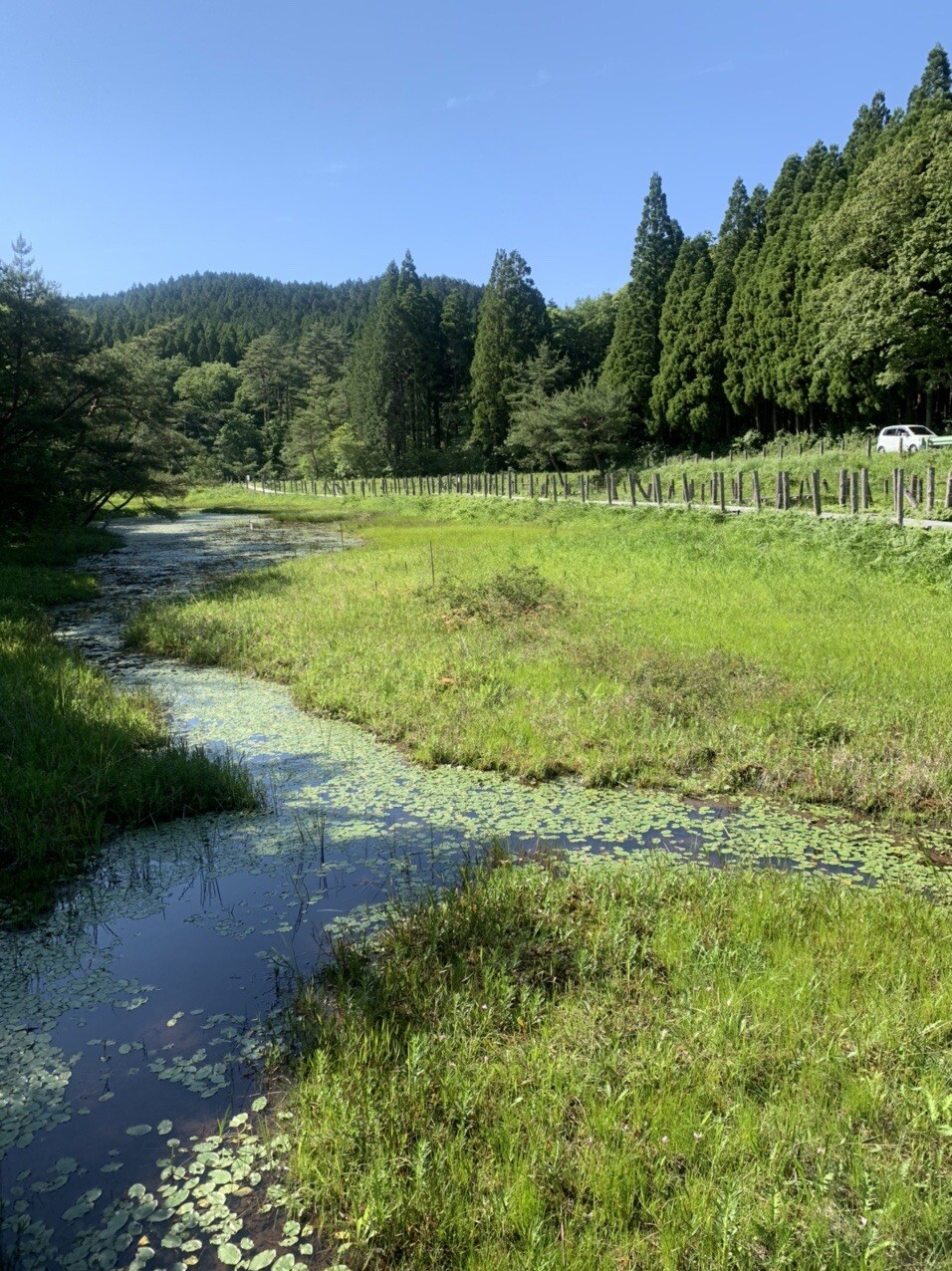 樫原湿原 ハッチョウトンボ初めて見ました... / kenjiさんのモーメント | YAMAP / ヤマップ