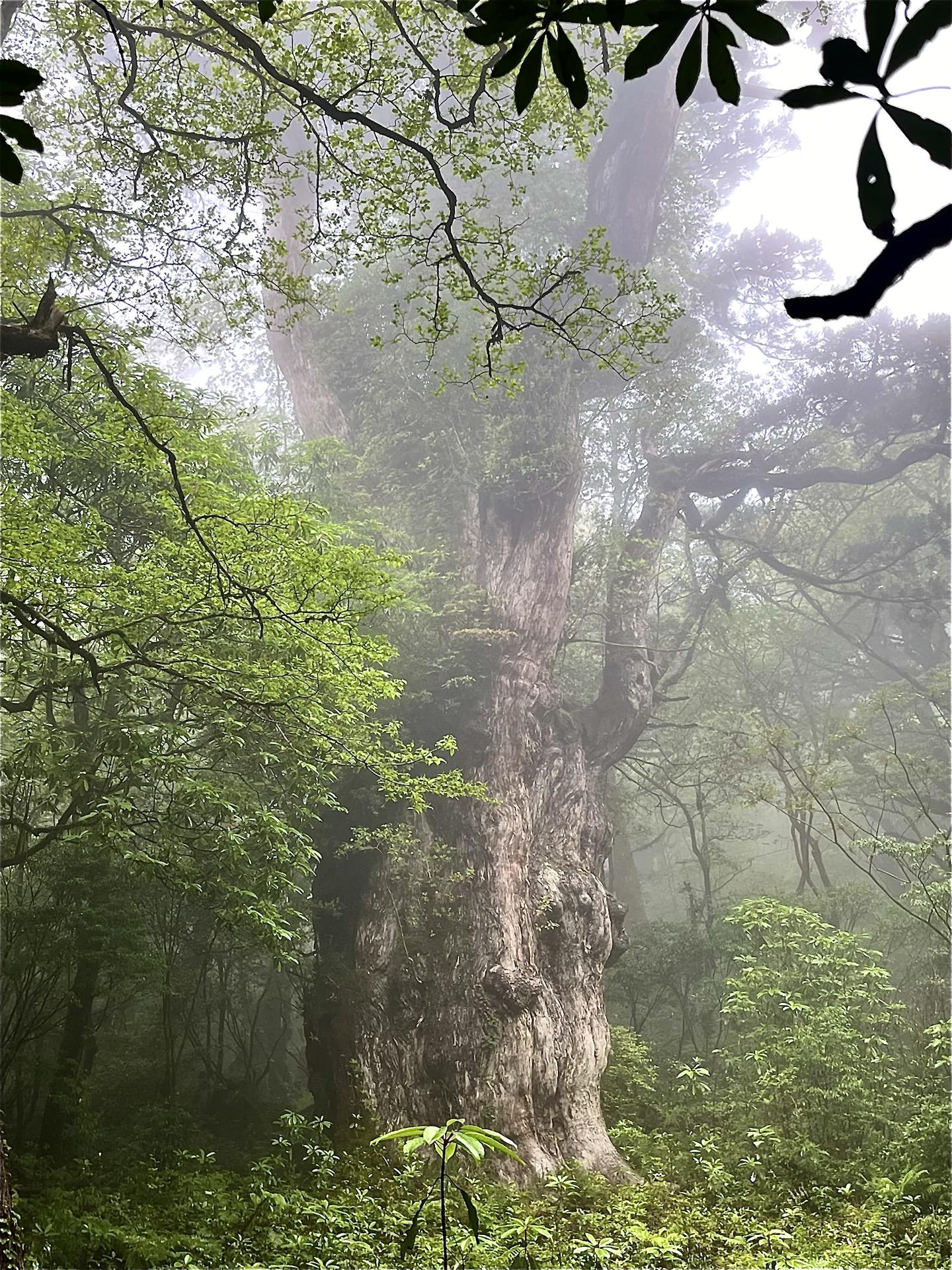 宮之浦岳から縄文杉 2025-05-27 / すーじー / steepbrew さんの屋久島・宮之浦岳の活動日記 | YAMAP / ヤマップ