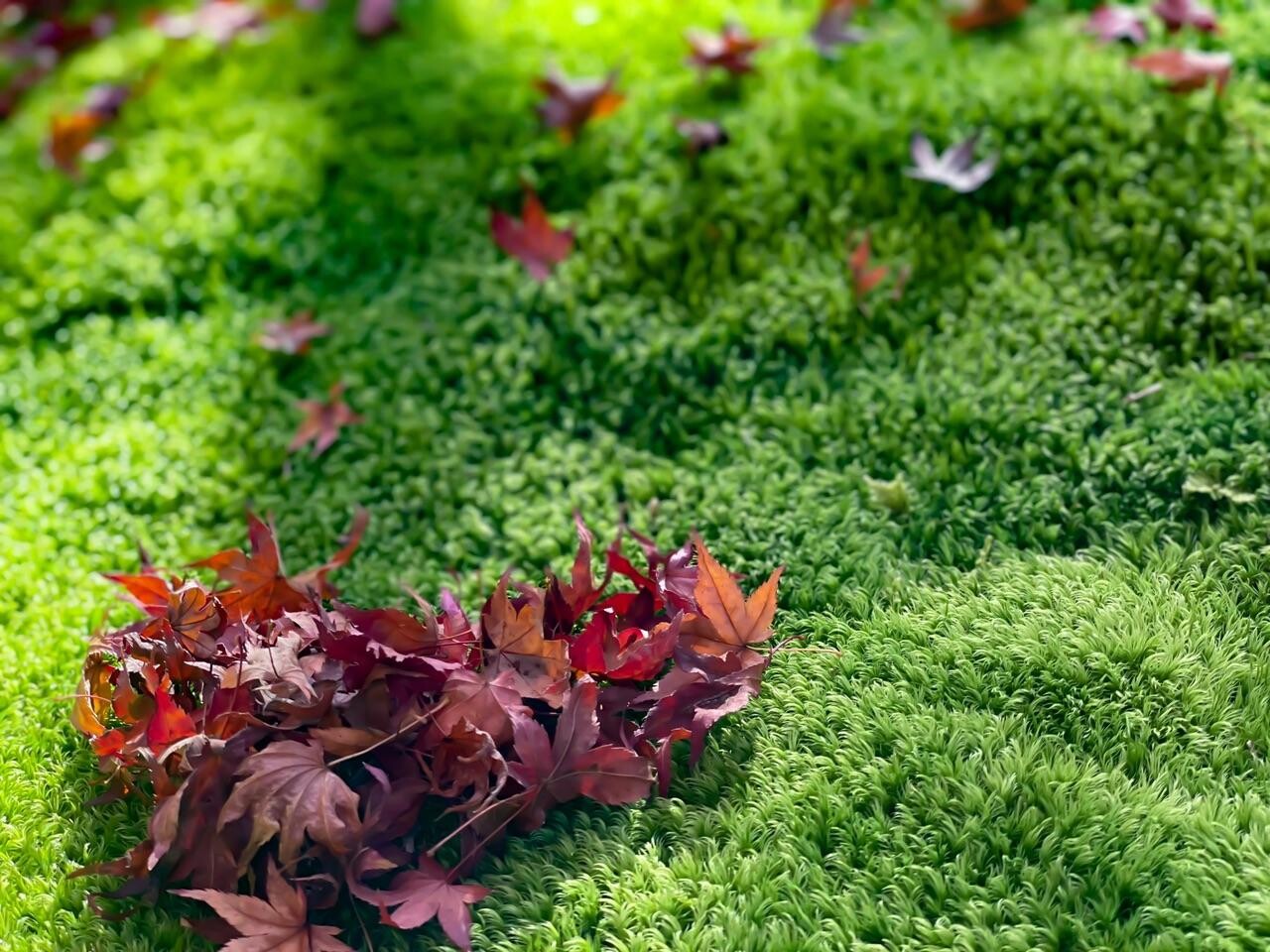 macoのページ | YAMAP / ヤマップ