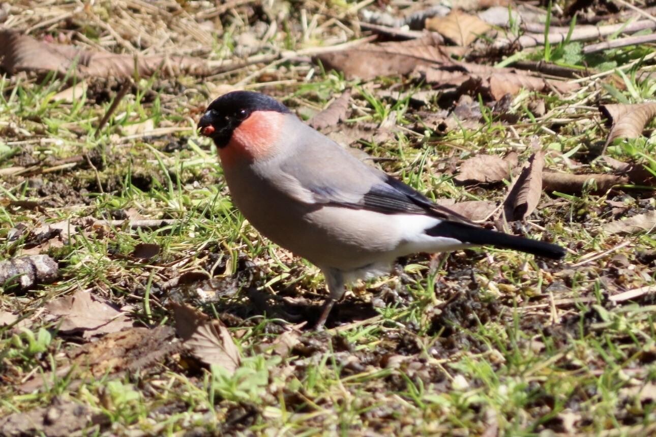 和泉の山と狭山で鳥活🐦🦆🐧 / otaksaさんの槇尾山（槙尾山）・和泉葛城山・神於山の活動データ | YAMAP / ヤマップ