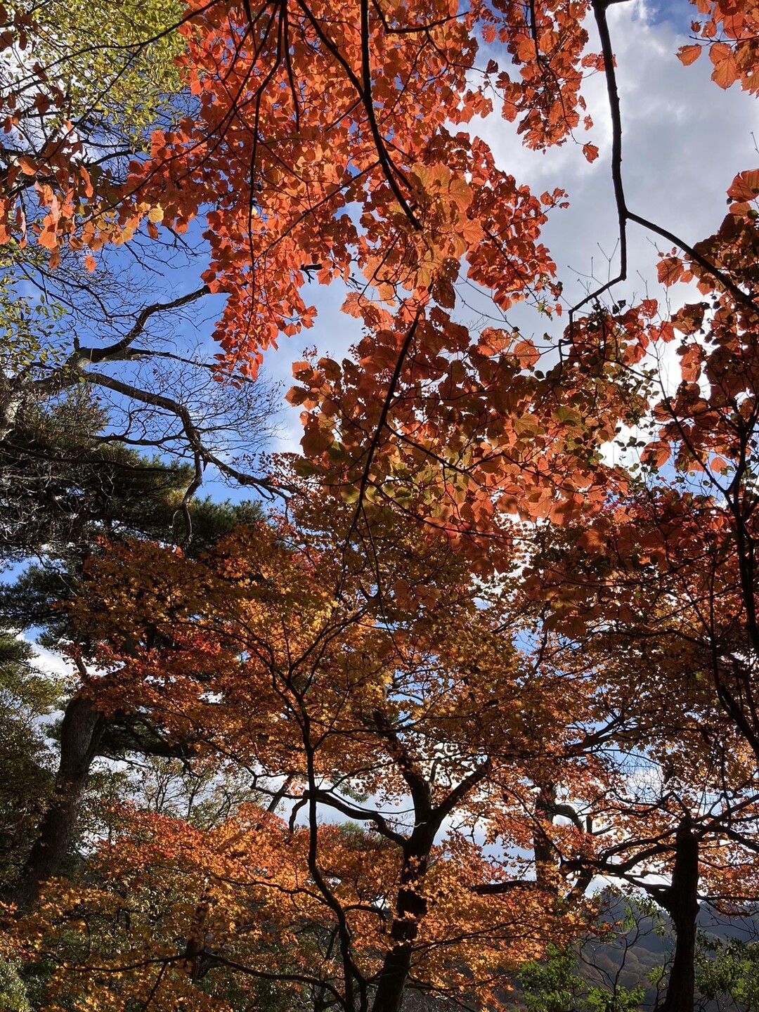 有馬温泉⇄六甲山山頂931M / YAMAP2017さんの六甲山・長峰山・摩耶山の活動データ | YAMAP / ヤマップ